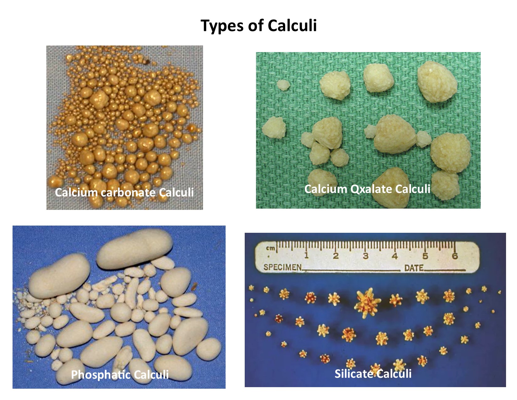 NAPgA UC Research Study Update - North American Packgoat Association
